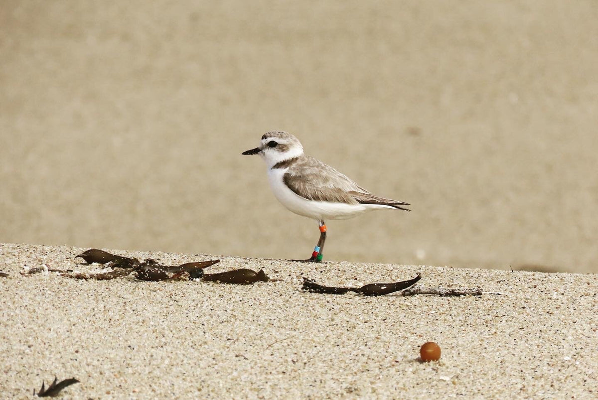 An Interview With Snowy Plover Biologist, Jessica González – Andytown ...