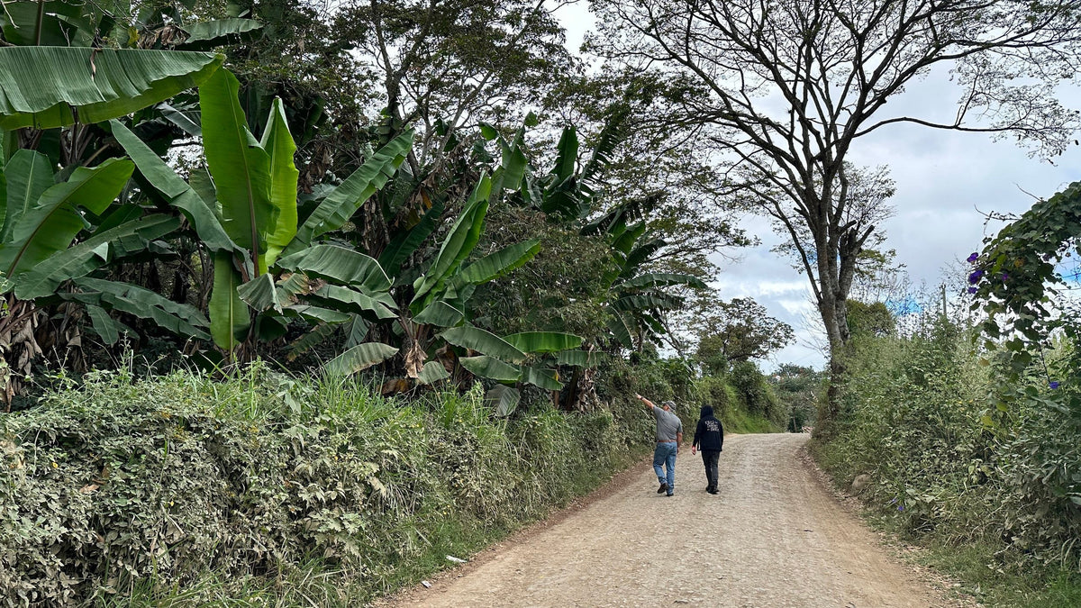 Guatemala Natural Coffee and Updates from Finca Las Marias – Andytown ...