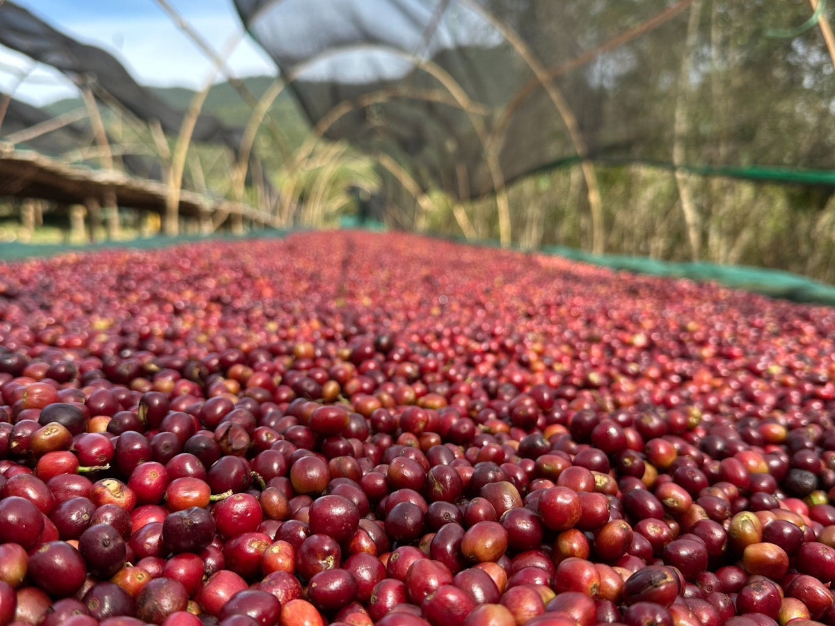 Crafting Our Midwinter Blend – Andytown Coffee Roasters