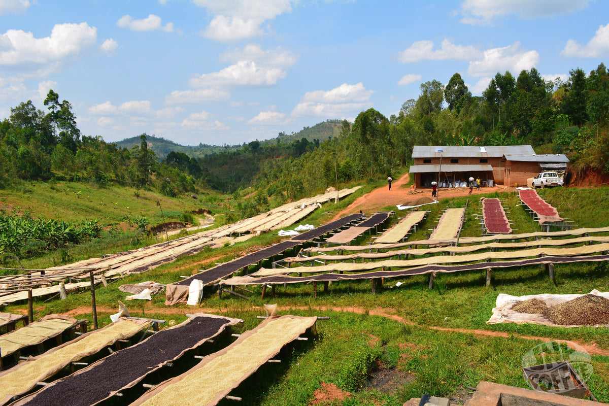Some of Burundi's Best: Incuti & JNP Coffee – Andytown Coffee Roasters