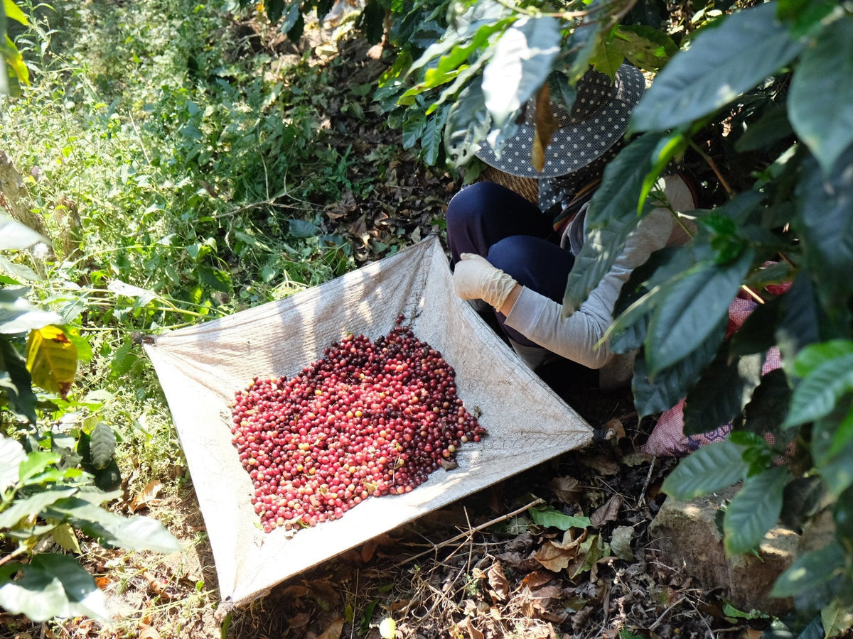 Fresh 2024 Harvest from Mae Kha Jan in Thailand – Andytown Coffee Roasters