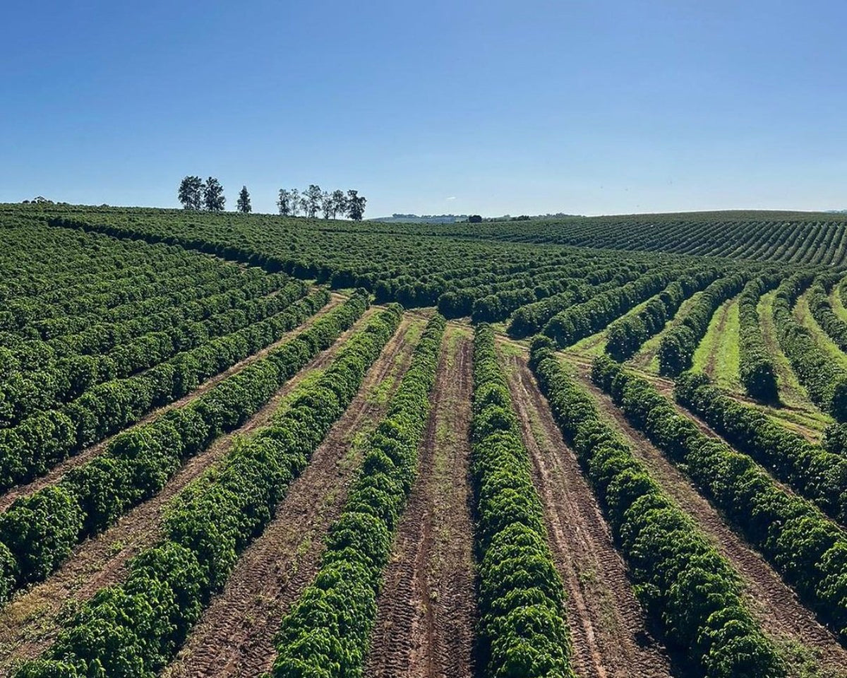 Sweet and Easy-Going: Brazil Fazenda do Lobo – Andytown Coffee Roasters