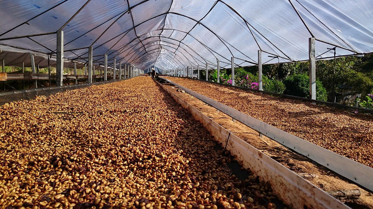 Honey Coffees and Café Rivense Del Chirripó in Costa Rica – Andytown ...